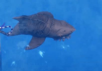 GPO How To Spawn New Meglodon Boss Guide Item Level Gaming