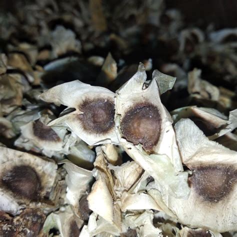 Jual Klentang Kelor Benih Biji Kelor Kering 100gram Shopee Indonesia