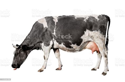 Sapi Hitam Putih 58 Koleksi Gambar