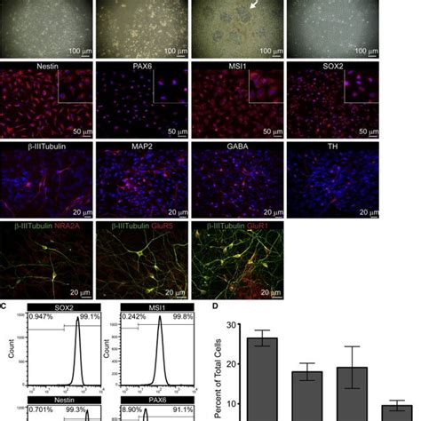 Characterization Of Neuron Differentiation In Grafted Npcs Download