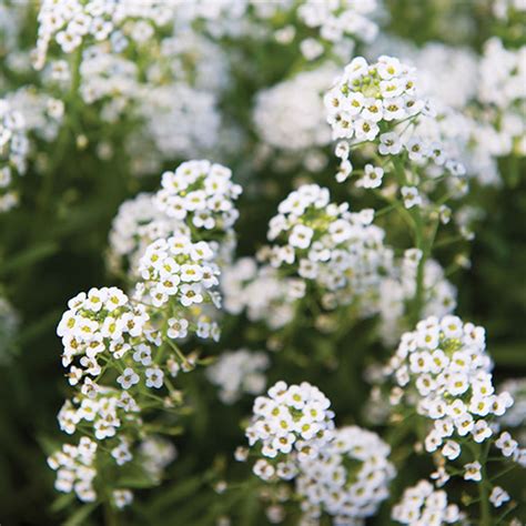 Цветы пахнущие медом 66 фото