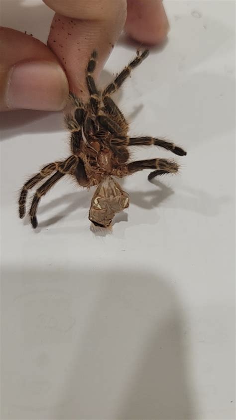 Cgk Molt Pls Help Sex R Tarantulas