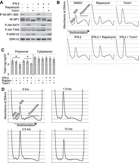 The Mtor Inhibitor Torin1 Results In A Global Reduction Of Mrna