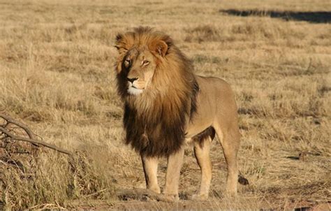 Kenya Safari Packages Kenya Luxury Safaris Kenya Safari Africa