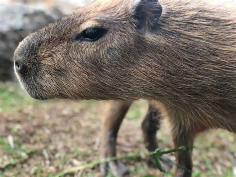 24 Interesting And Fun Facts About Capybara