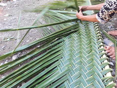 A Woman S Hands Are Weaving Green Coconut Leaves Stock Image Image