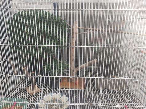 คนอวดนก แนะนำต้นไม้ที่นกชอบหน่อยครับ สำหรับใส่ไว้ในกรง