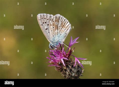 Lysandra Coridon Syn Polyommatus Coridon Male Known As Chalkhill