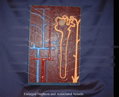 Nephron Loop 1 8 Diagram Quizlet