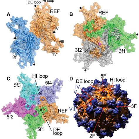Aavrh3233 Vp Symmetry Related Interactions And Capsid Surface