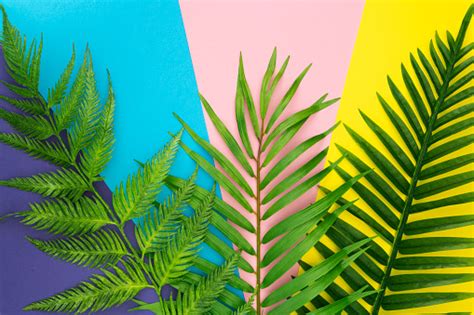 파스텔 노란색 파란색 분홍색 배경에 열대 야자수 잎 최소한의 여름 개념 복사 공간이있는 창조적 인 평면 누워 파스텔 컬러 용지의 탑 뷰 트로피컬 그린 리프 0명에 대한 스톡