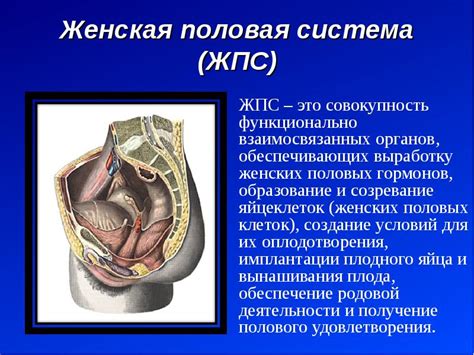 Функциональная анатомия женских половых органов презентация доклад