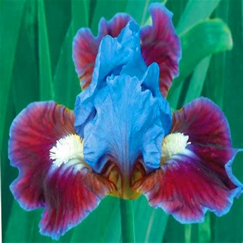 Iris Plant Easy To Plant Perennial Has Strong Rhizomes Bearded Iris