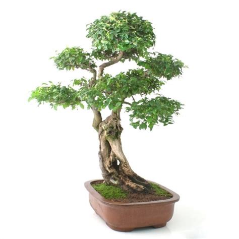 Sagerethia Theezans Sageretia 86 Cm
