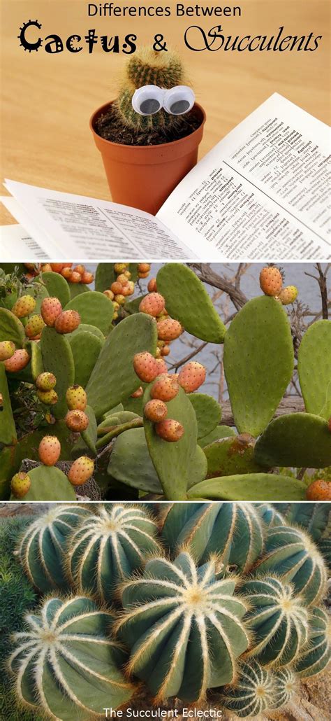 What S The Difference Between Cactus And Succulents The Succulent Eclectic Succulents