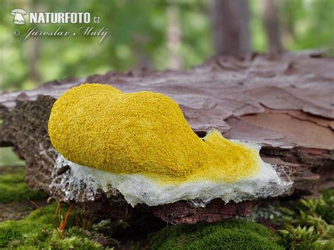 slizovka tříslová | Naturfoto.cz