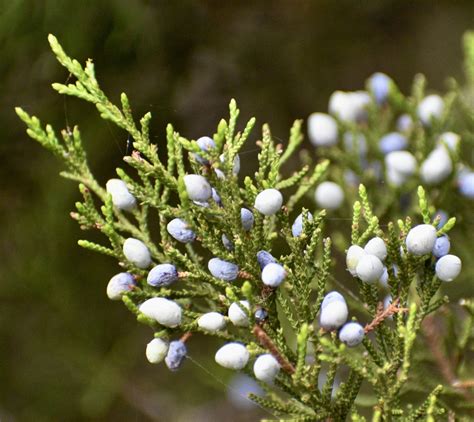 Juniperus Virginiana