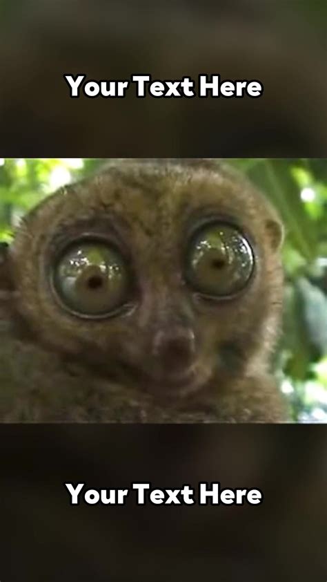 Lemur Meme The Most Famous Baboons On The Internet Explained Vox