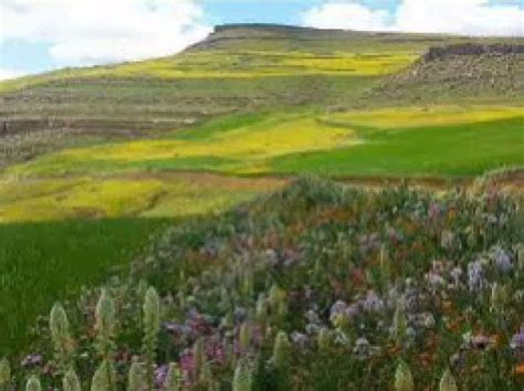 مساء الخیر سعید