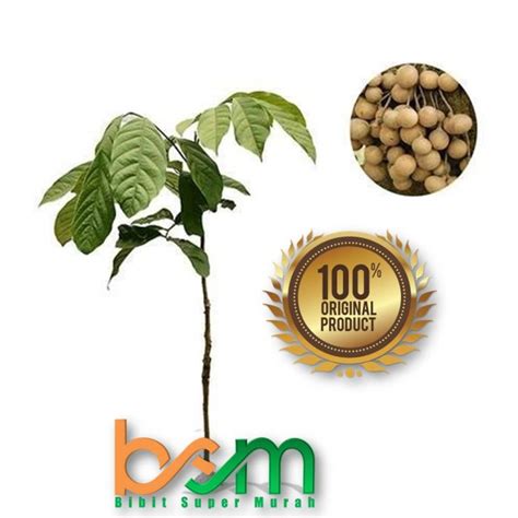 Jual Bibit Tanaman Buah Langsep Langsap Atau Langsat Unggul Shopee