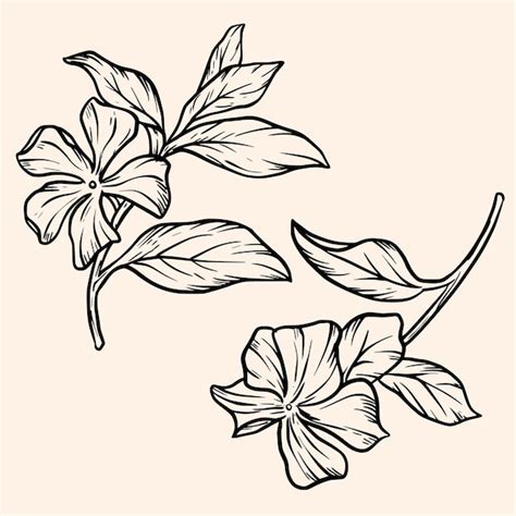 Premium Vector Line Art Drawing Of Beauty Periwinkle Flower Hand Drawn
