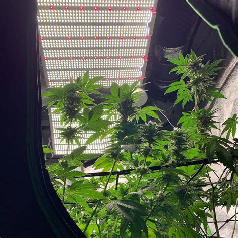 Eagle Star Led Led Grow Eagle Star Led Led Grow Lights