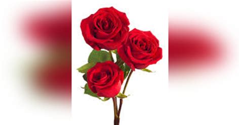 Obituary Information For Tadiana Cutrupi