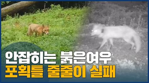 달맞이 붉은여우 포획 결국 올해 넘기나 Youtube