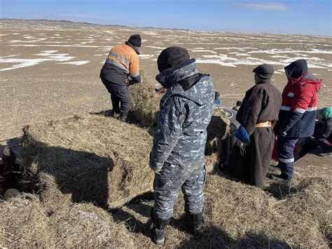 Малчдад өвс тэжээл хүргэх ажлыг зохион байгууллаа