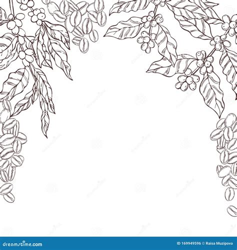 矢量图背景中的咖啡树和豆子 向量例证 插画 包括有 饮料 叶子 收获 生态 有机 灌木 咖啡因 169949596