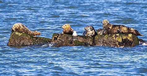 Seals Album On Imgur