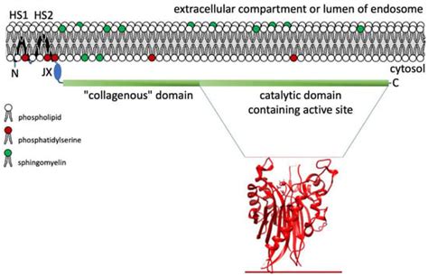Ijms Special Issue Ectopic Calcification In Hereditary And Acquired Diseases From Bench To