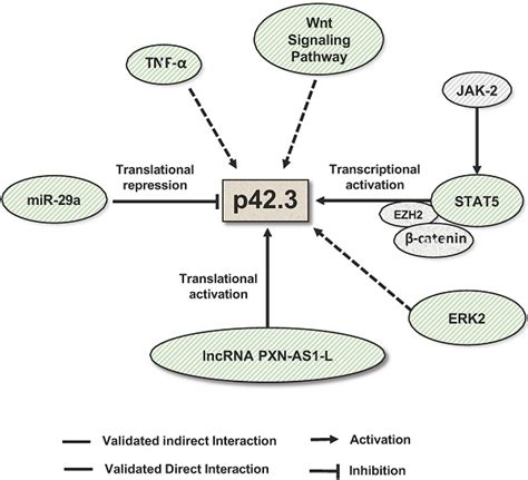 The Function And Regulation Of SAPCD In Physiological And Oncogenic Processes