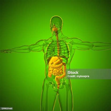 의료 개념 3d에 대한 인간 소화 시스템 해부학 3차원 형태에 대한 스톡 사진 및 기타 이미지 3차원 형태 간 내부 기관 건강관리와 의술 Istock