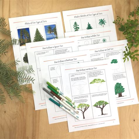 Basic Lines And Shapes Of Trees Lesson Plan Ridge Light Ranch