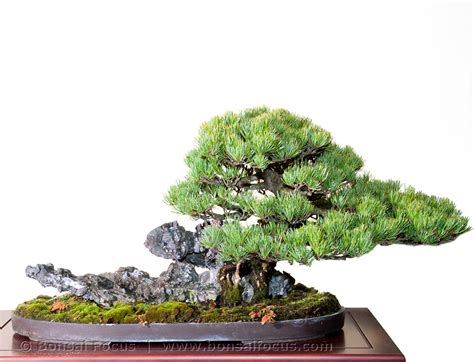 Seki Joju Bonsai Today