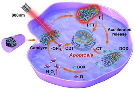 用于相互促进和协同肿瘤治疗的单点 Fe Nc 原子基碳纳米管acs Applied Materials And Interfaces X Mol