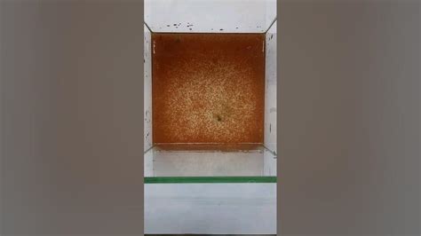 10°С дафния Youtube