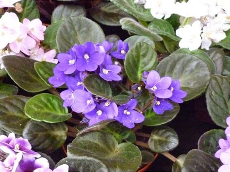 Consejos Y Cuidados De La Violeta Africana