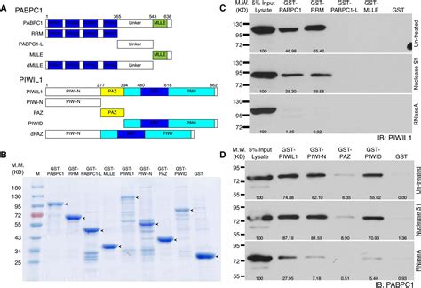 Domain Functional Analyses Of Piwil1 And Pabpc1 Indicate Their