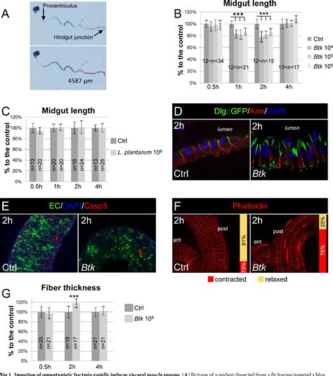 Figure 1 From The Dh31 Cgrp Enteroendocrine Peptide Triggers Intestinal Contractions Favoring