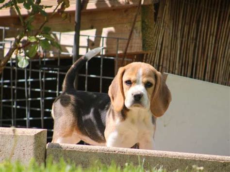 À vendre chiots femelles Beagles LOF Petite Annonce chien