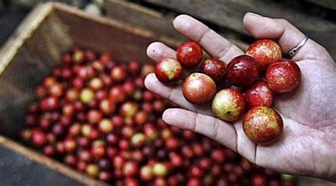 Camu Camu Conoce Los Beneficios Del Fruto Originario De Perú Infobae