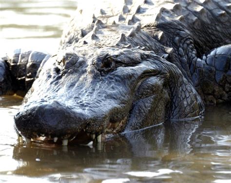 Gatorland Hat Tourism Marketing