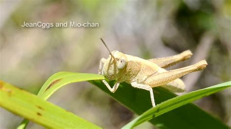 Grasshopper Eating Grass Watch Now