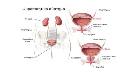 Ουροποιητικό Σύστημα Ιωάννης Μπουζαλάς Χειρουργός Ουρολόγος Ανδρολόγος