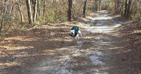Flying Derp Imgur