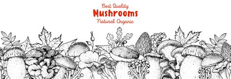 식용 버섯 손으로 그린 가을 디자인 벡터 일러스트레이션 컬렉션입니다 손으로 그린 음식 버섯을 스케치합니다 유기농 식품 숲 버섯 새겨진 디자인 버섯에 대한 스톡 벡터 아트 및