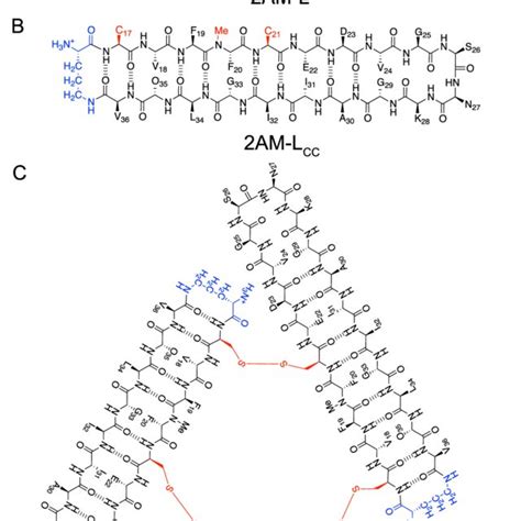 Chemical Structures Of β Hairpin Peptides And A Trimer Derived From Aβ Download Scientific