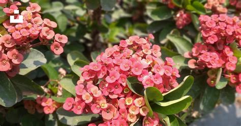 Un Arbusto De Flores Rosadas Con Hojas Verdes Foto Imagen De